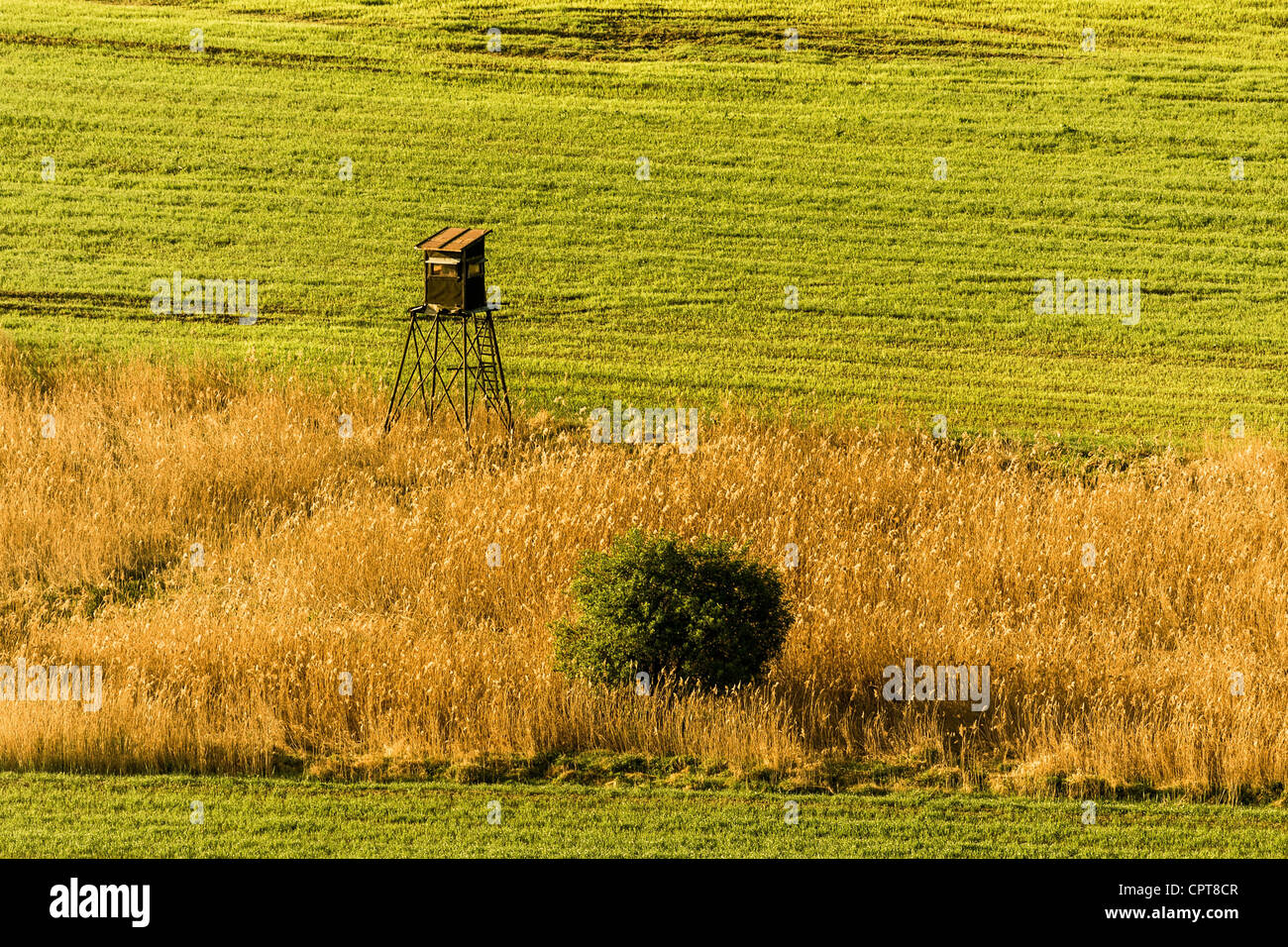 5 deer hi-res stock photography and images - Alamy