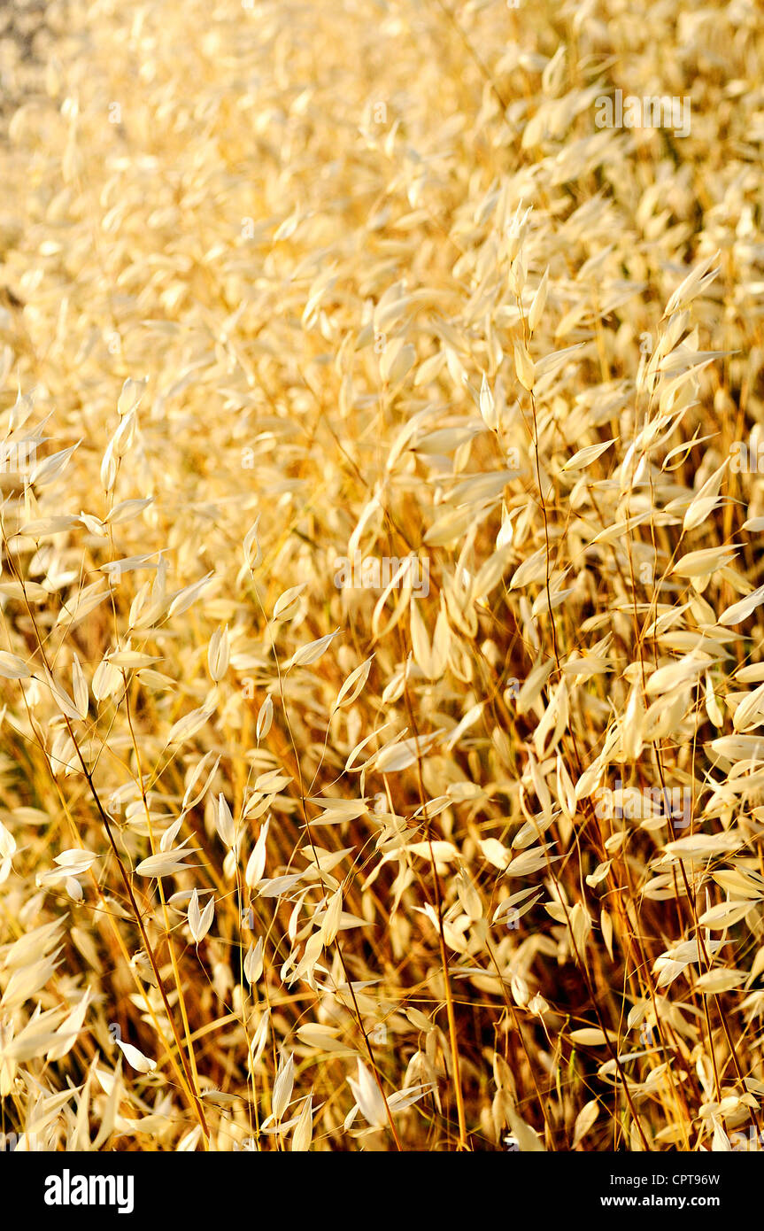 Oat field hi-res stock photography and images - Alamy