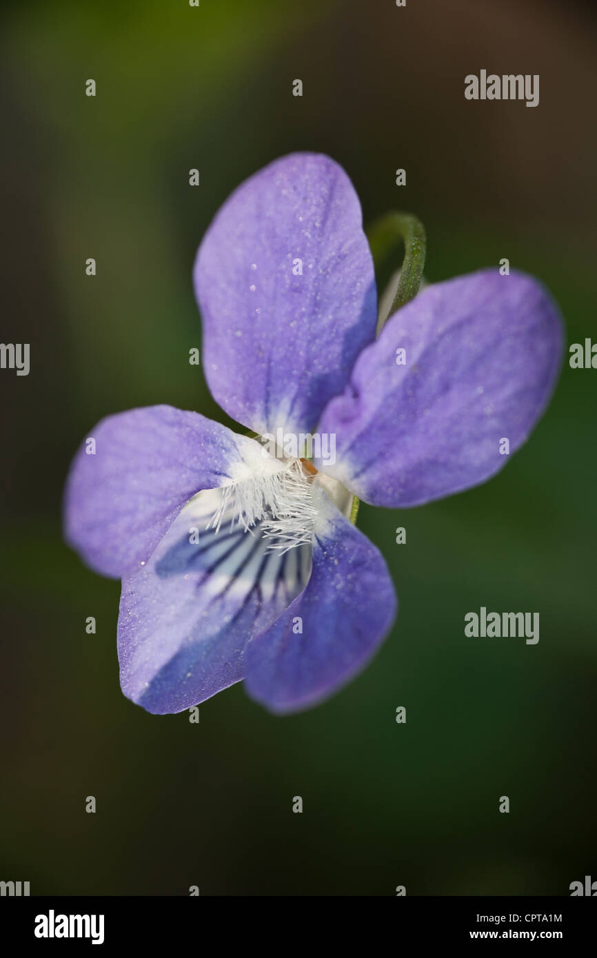 Beautiful blue spring flower in Nissedal, Telemark, Norway Stock Photo ...