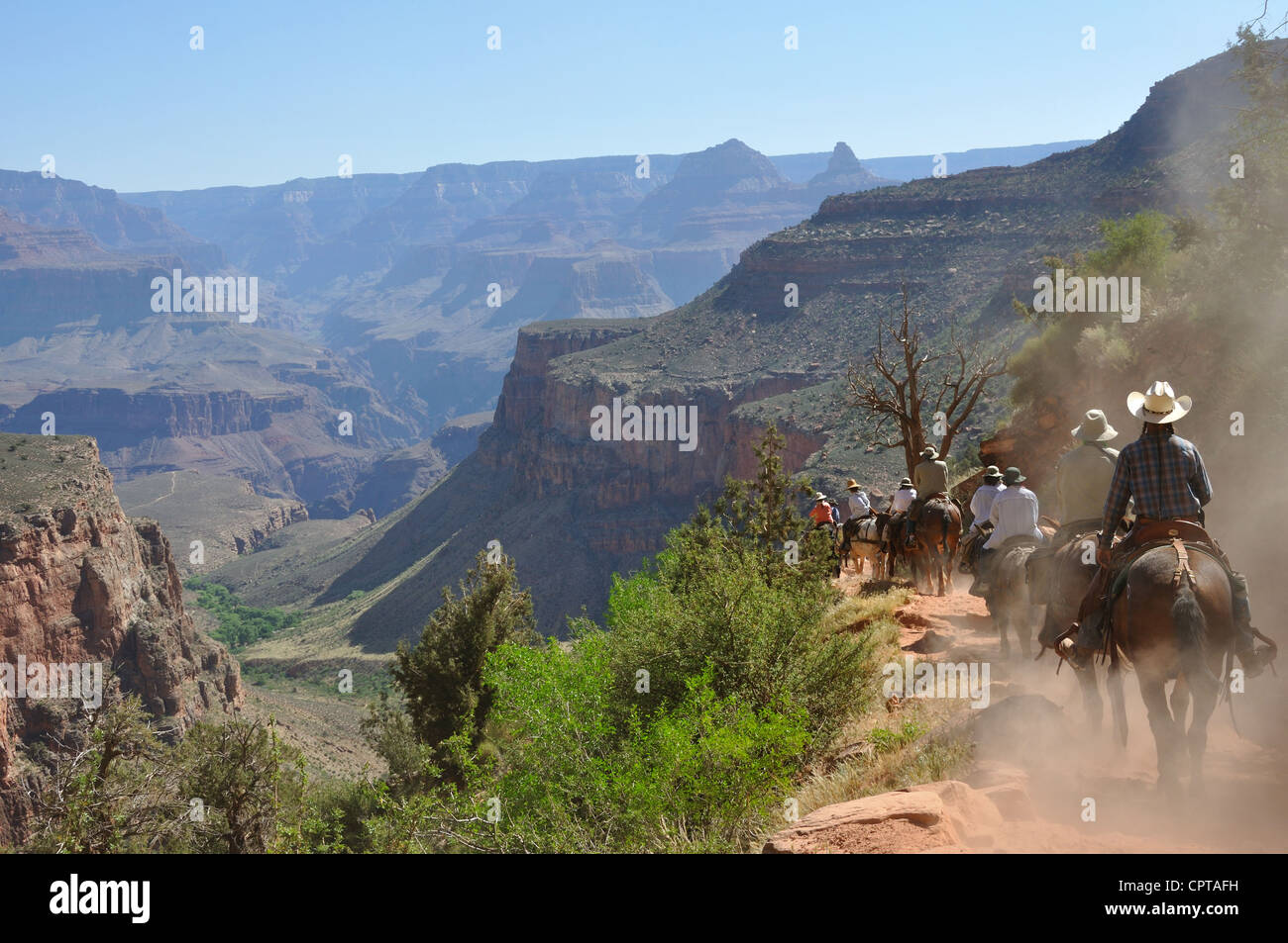 Mule ride, Bright Angel trail, Grand Canyon National Park, Arizona, USA ...