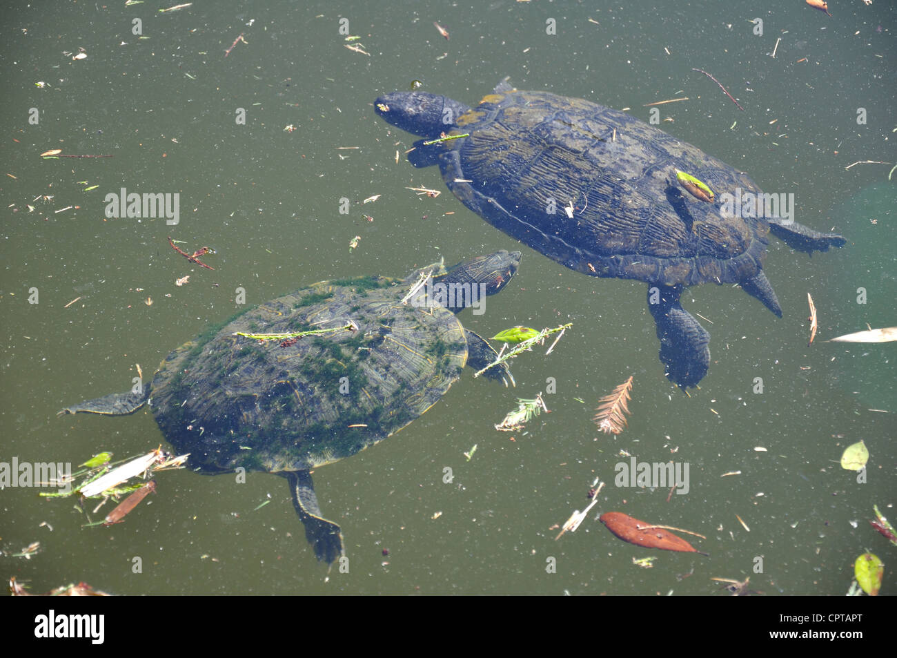 Turtles in pond - red eared slider Stock Photo - Alamy