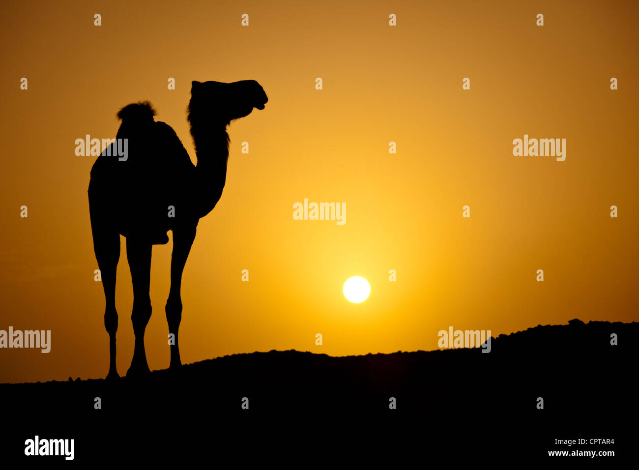 Sun going down in a hot desert: silhouette of a wild camel at sunset ...
