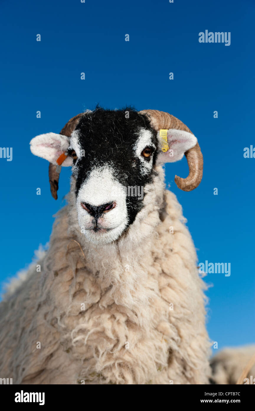 Sheep horns hi-res stock photography and images - Alamy