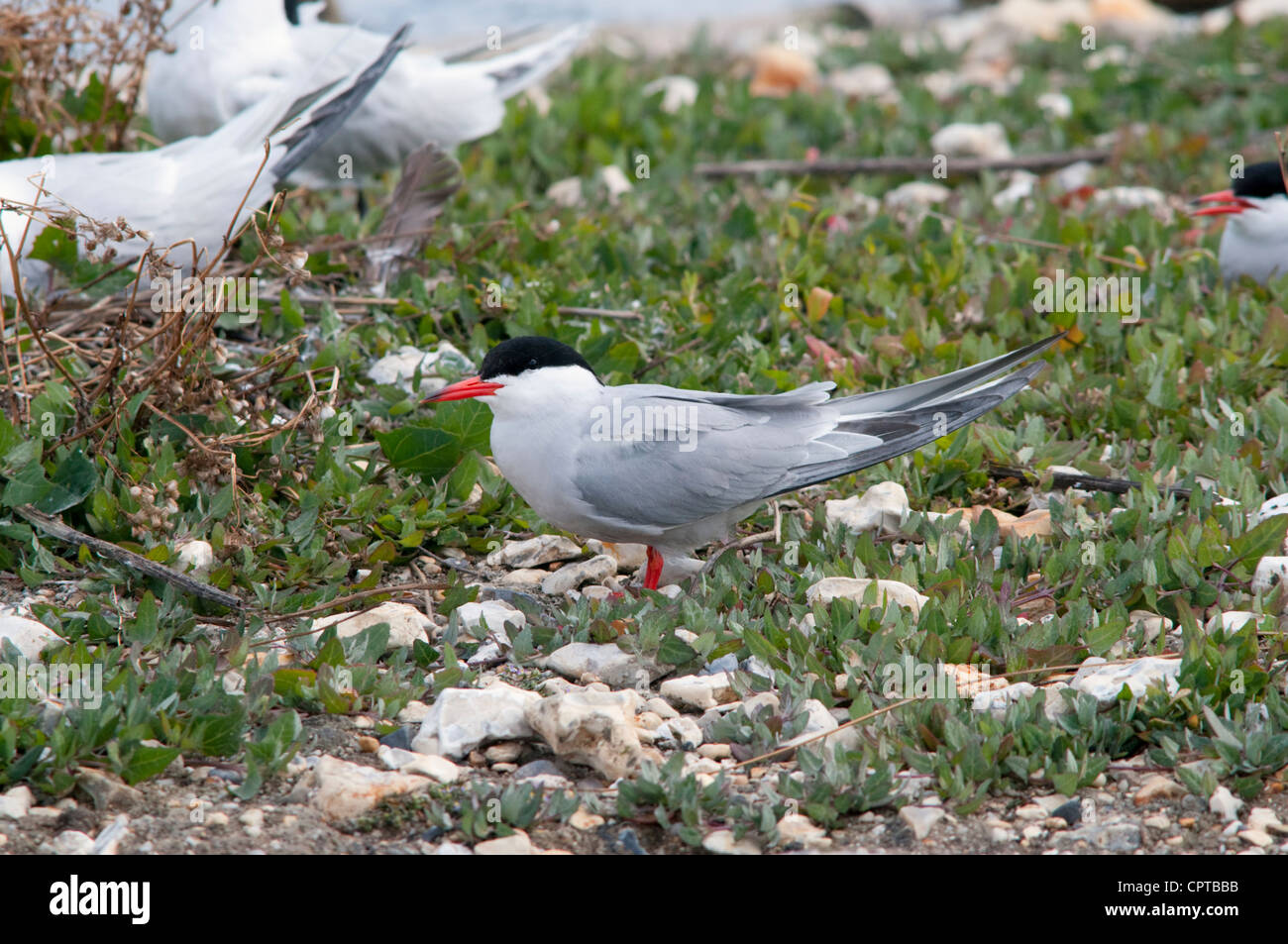 Common terns hirundo breeding colony hi-res stock photography and ...
