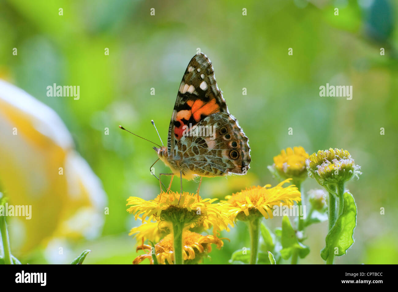 Lady solo hi-res stock photography and images - Alamy