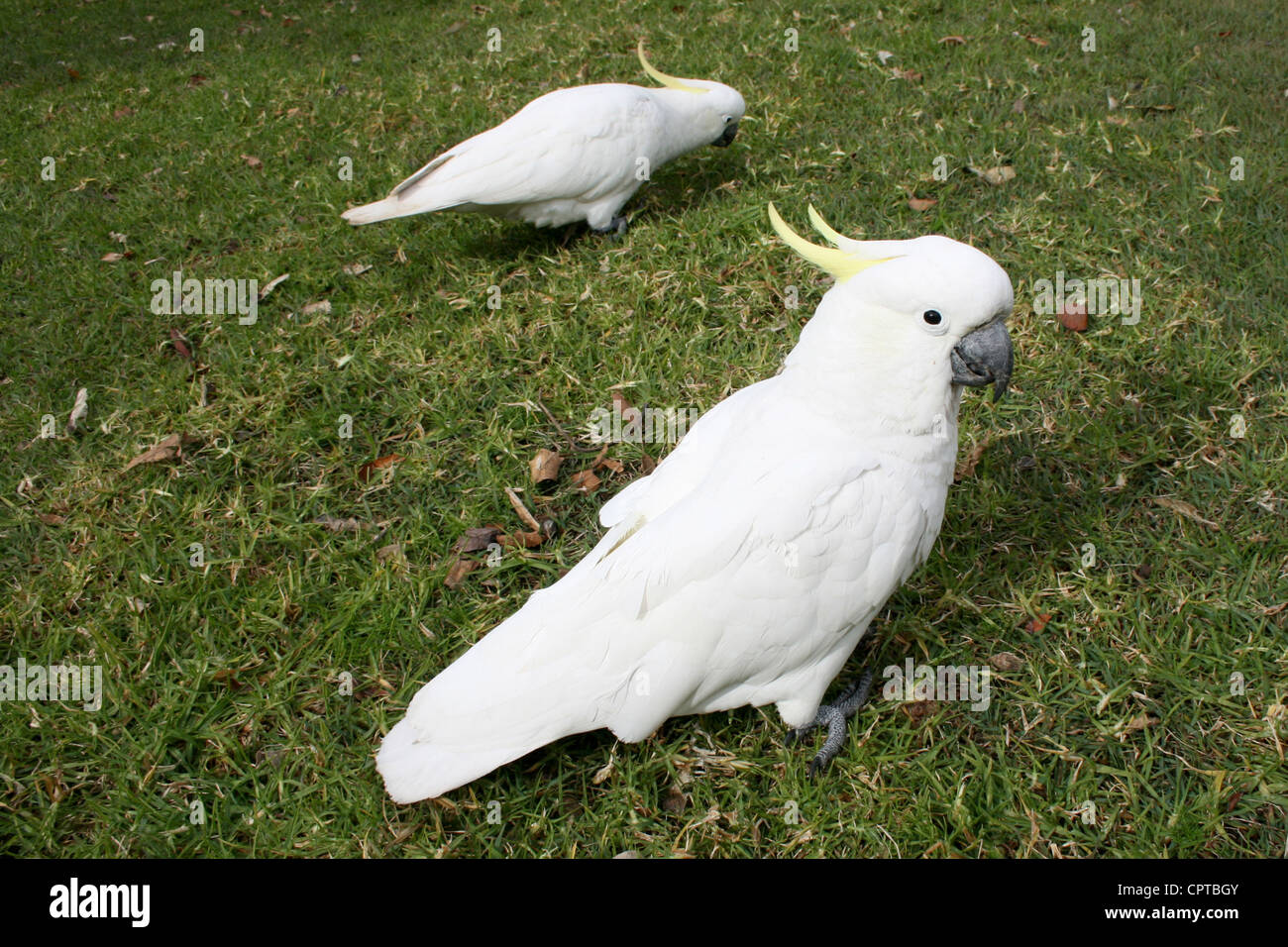 Sulpher crested cockatoo cacatua galerita hi-res stock photography and ...