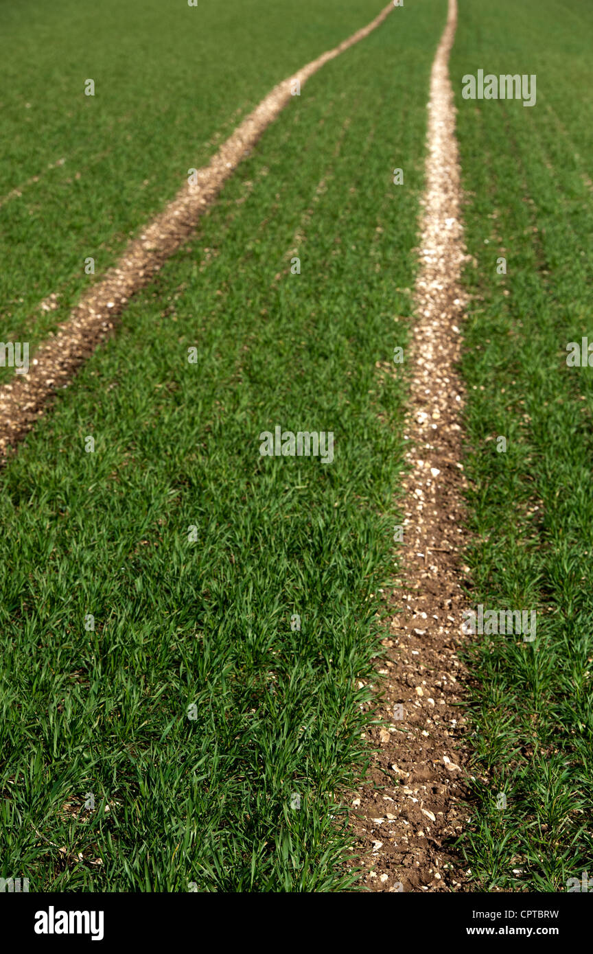 Winter Barley growing on chalky ground, early spring Stock Photo - Alamy