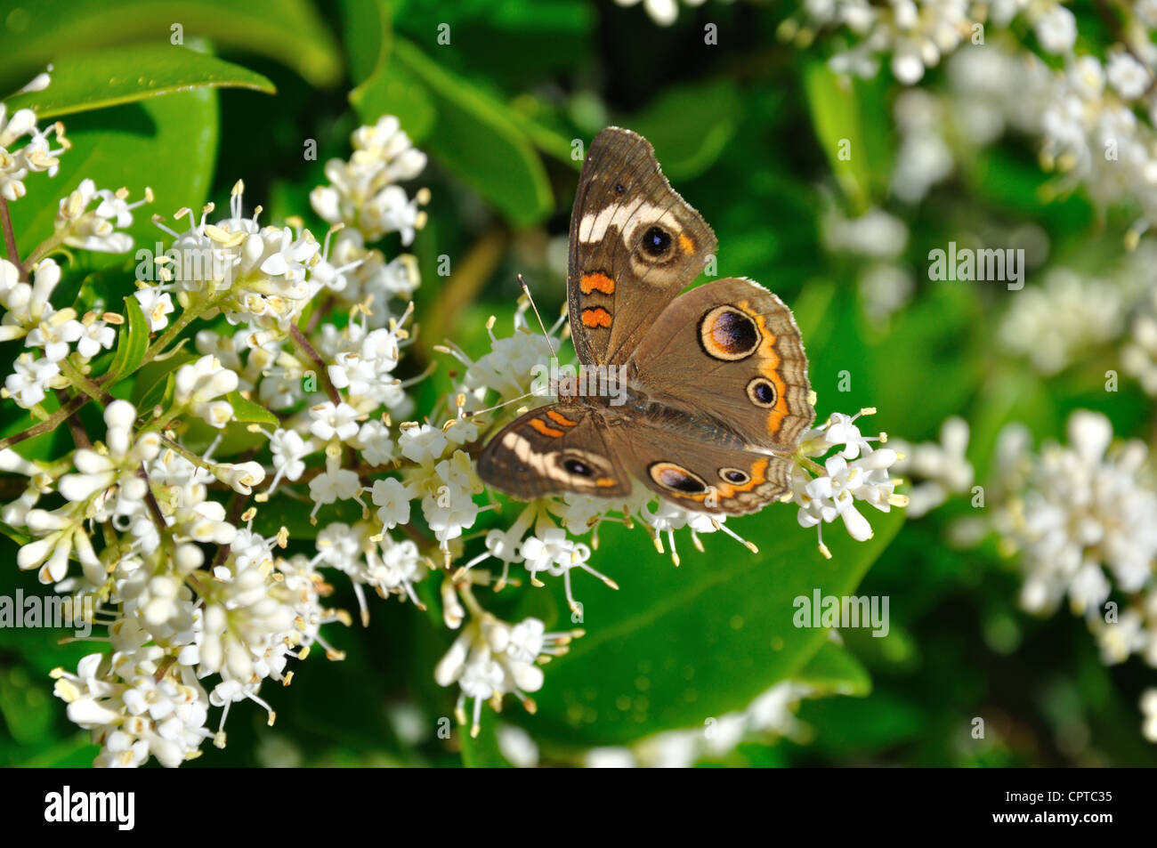 Common Buckeye butterfly - Junonia coenia Stock Photo - Alamy