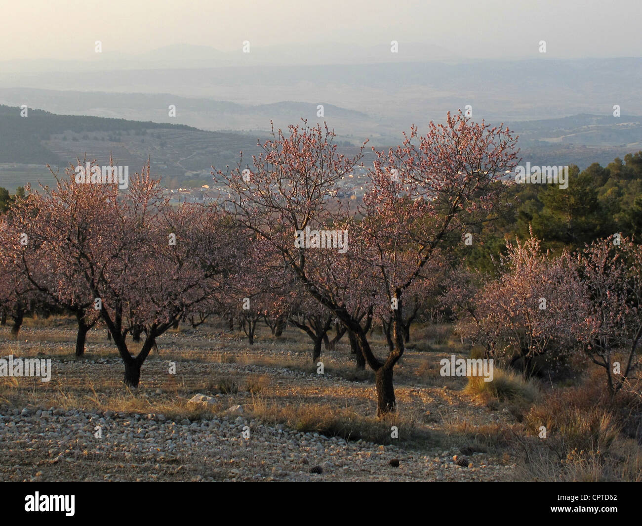 Almond trees in bloom on a sunset, Spain Stock Photo - Alamy