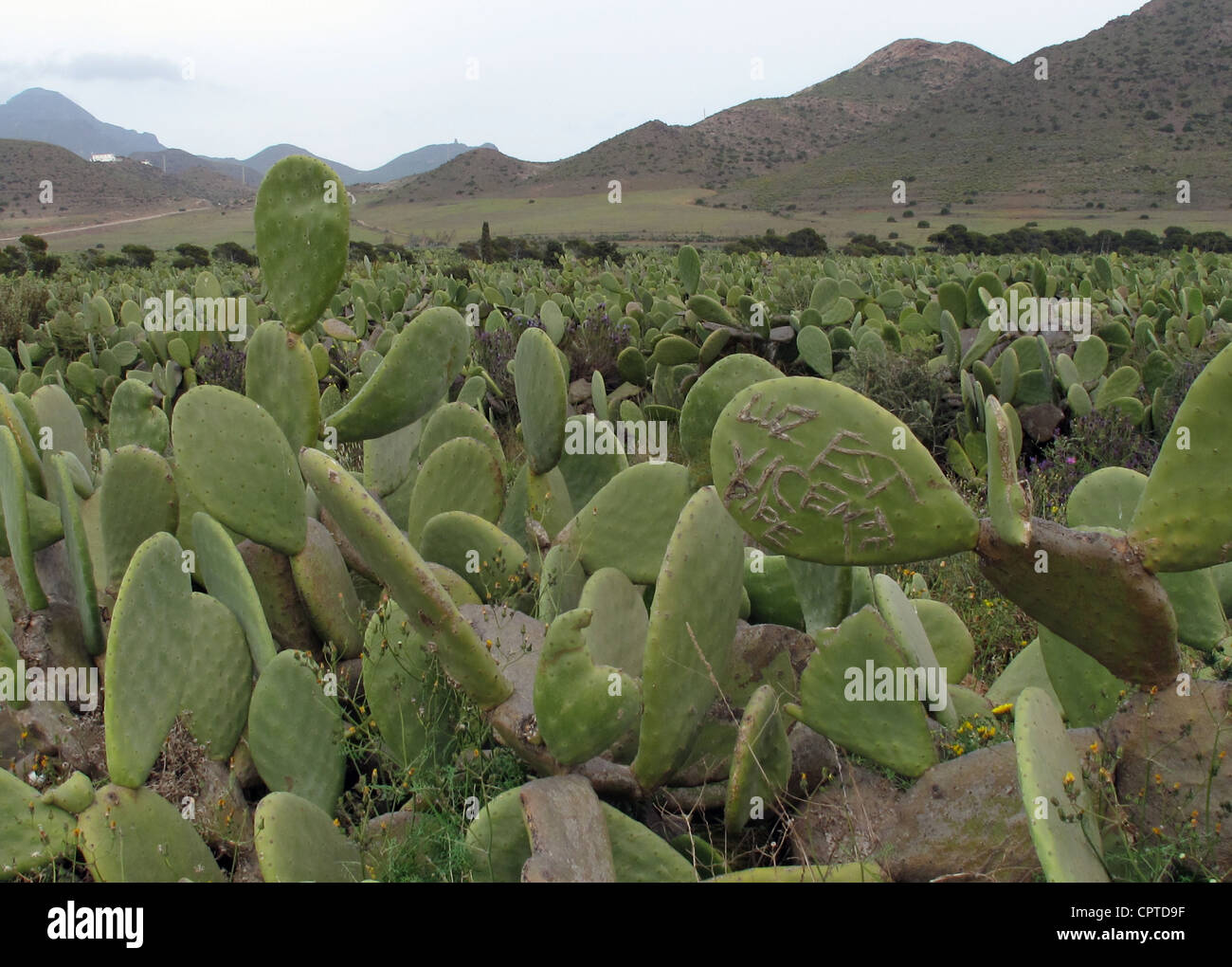 Field of cacti, Andalucia, Spain Stock Photo - Alamy