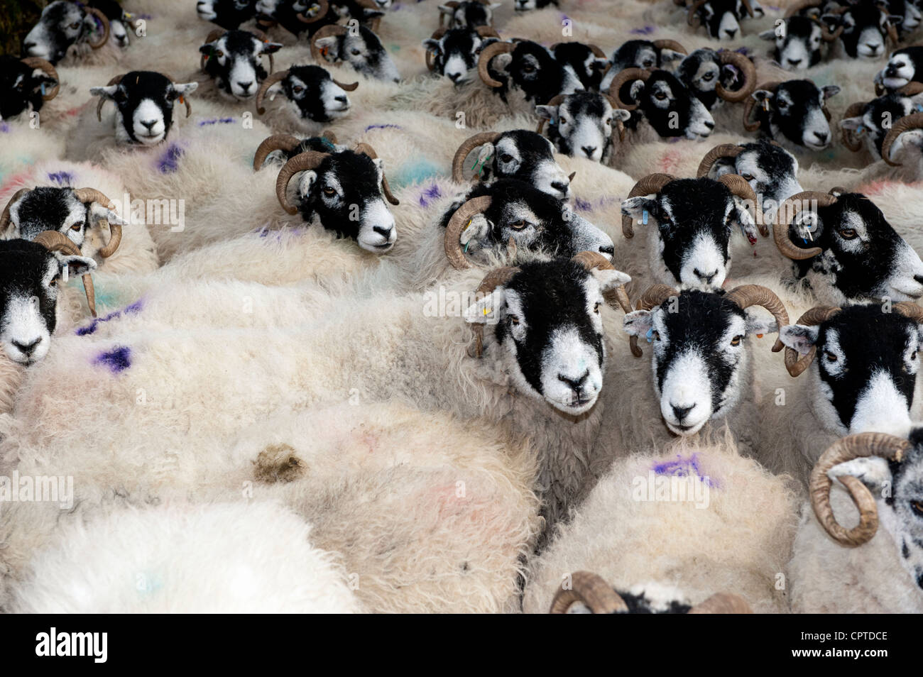 Flock of Swaledale ewes in a sheep pen on farm Stock Photo - Alamy