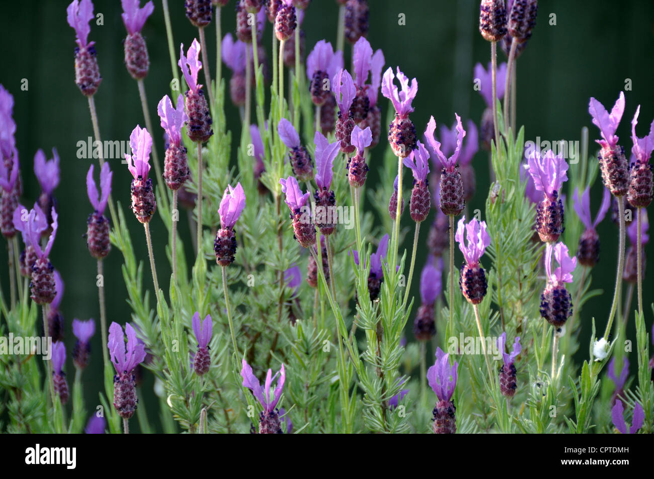 French lavender papillon hi-res stock photography and images - Alamy