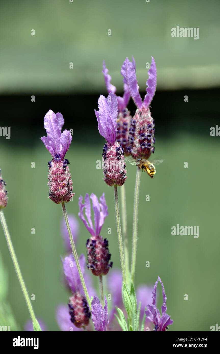 French Lavender Papillon High Resolution Stock Photography and Images ...