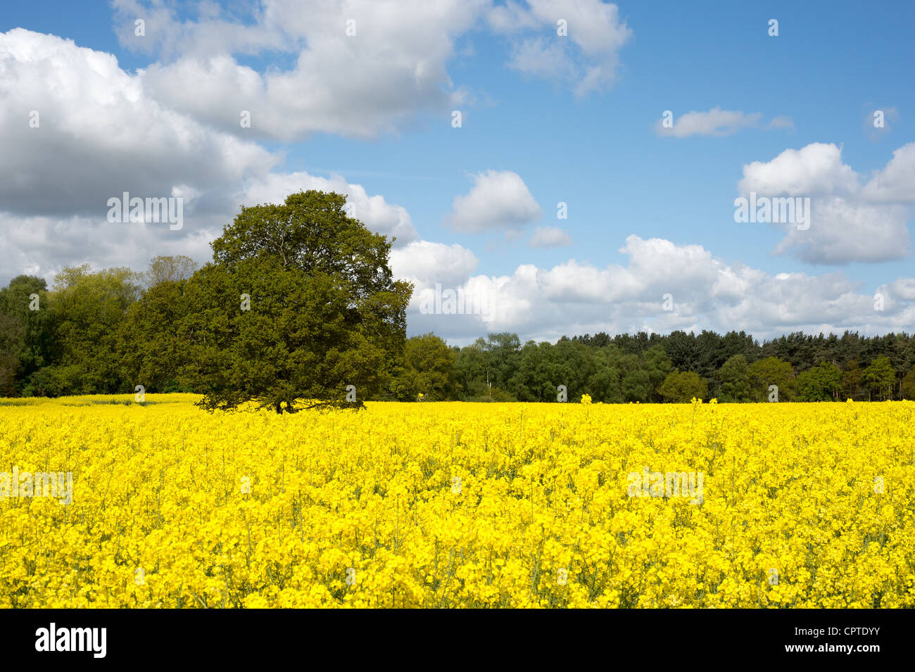 Golden field of rapeseed with tree detail and tree line in background ...