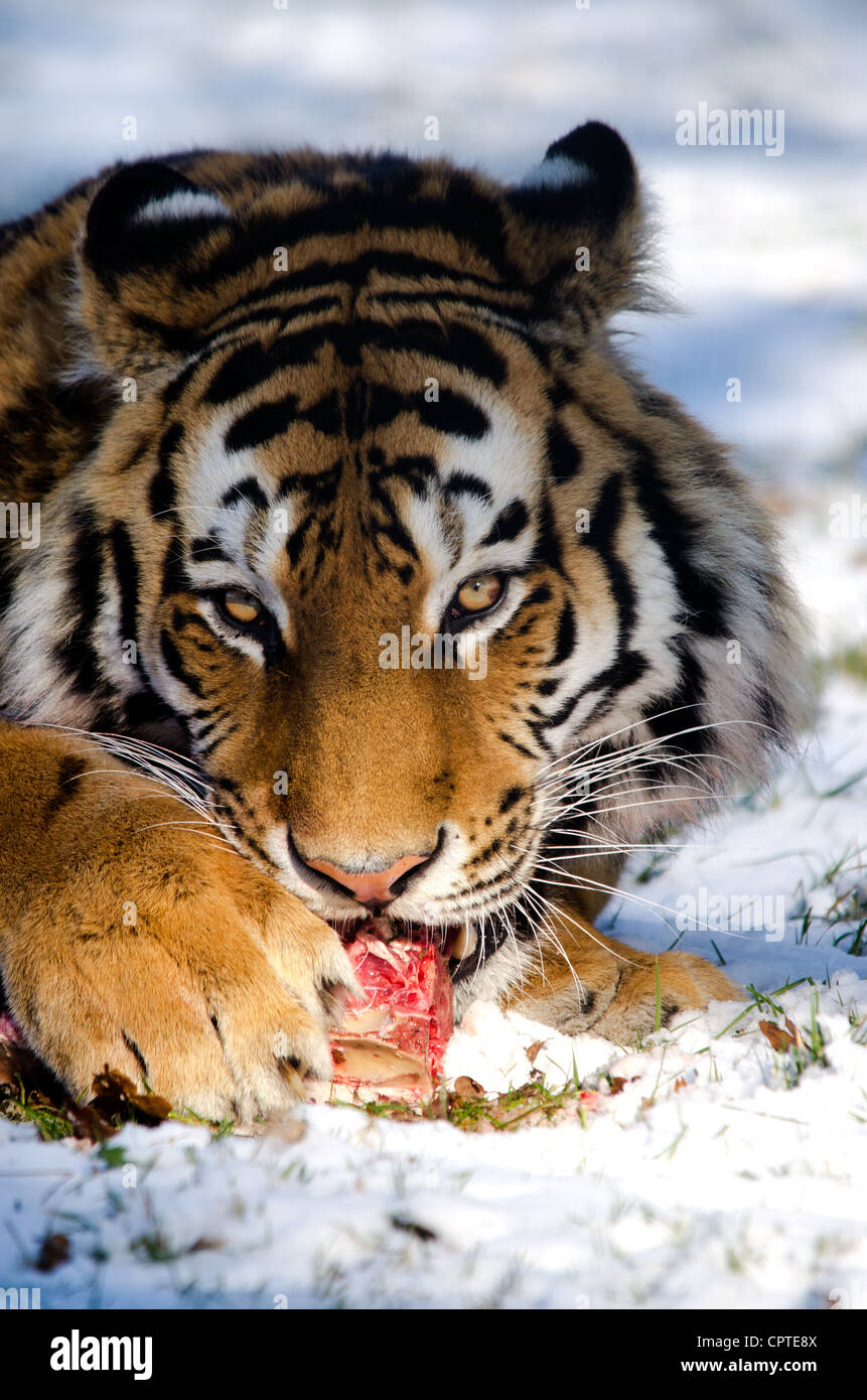 Siberian Tiger Pictures Eating