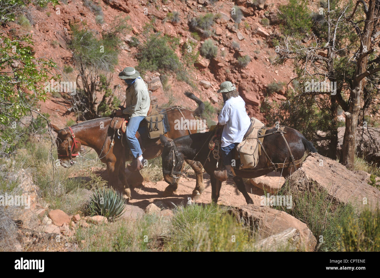 Mule Ride Grand Canyon Stock Photos & Mule Ride Grand Canyon Stock ...
