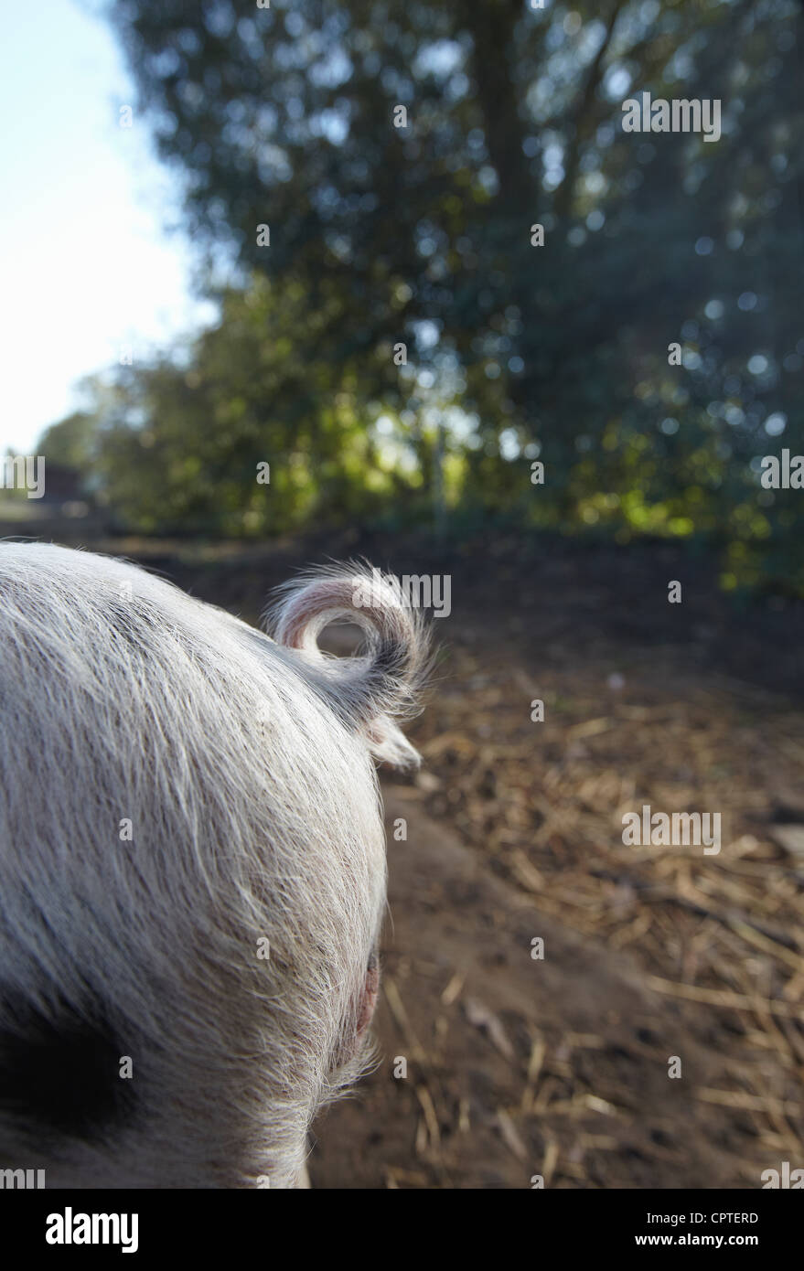 Pig's tail, close up Stock Photo - Alamy