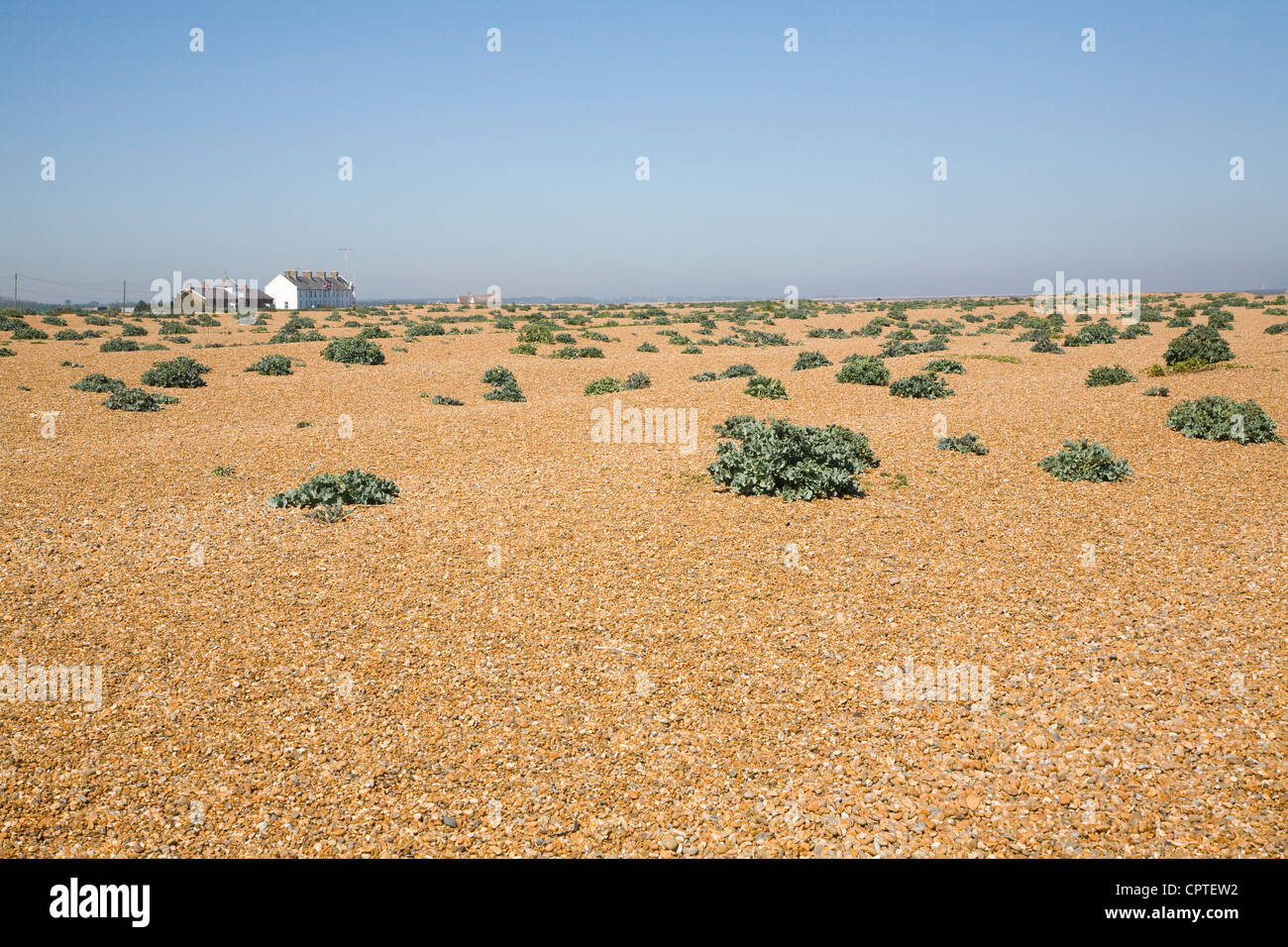 Vegetated shingle beach with sea kale growing Shingle Street, Suffolk ...