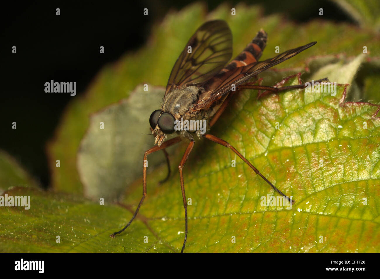 British robber fly hi-res stock photography and images - Alamy