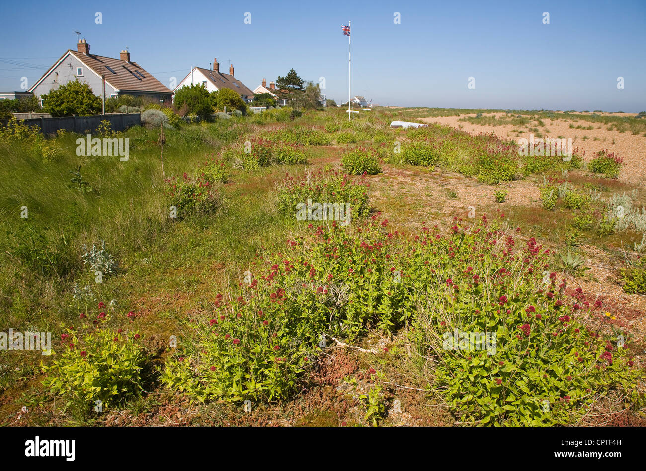 Vegetated shingle beach houses Shingle Street, Suffolk, England Stock ...