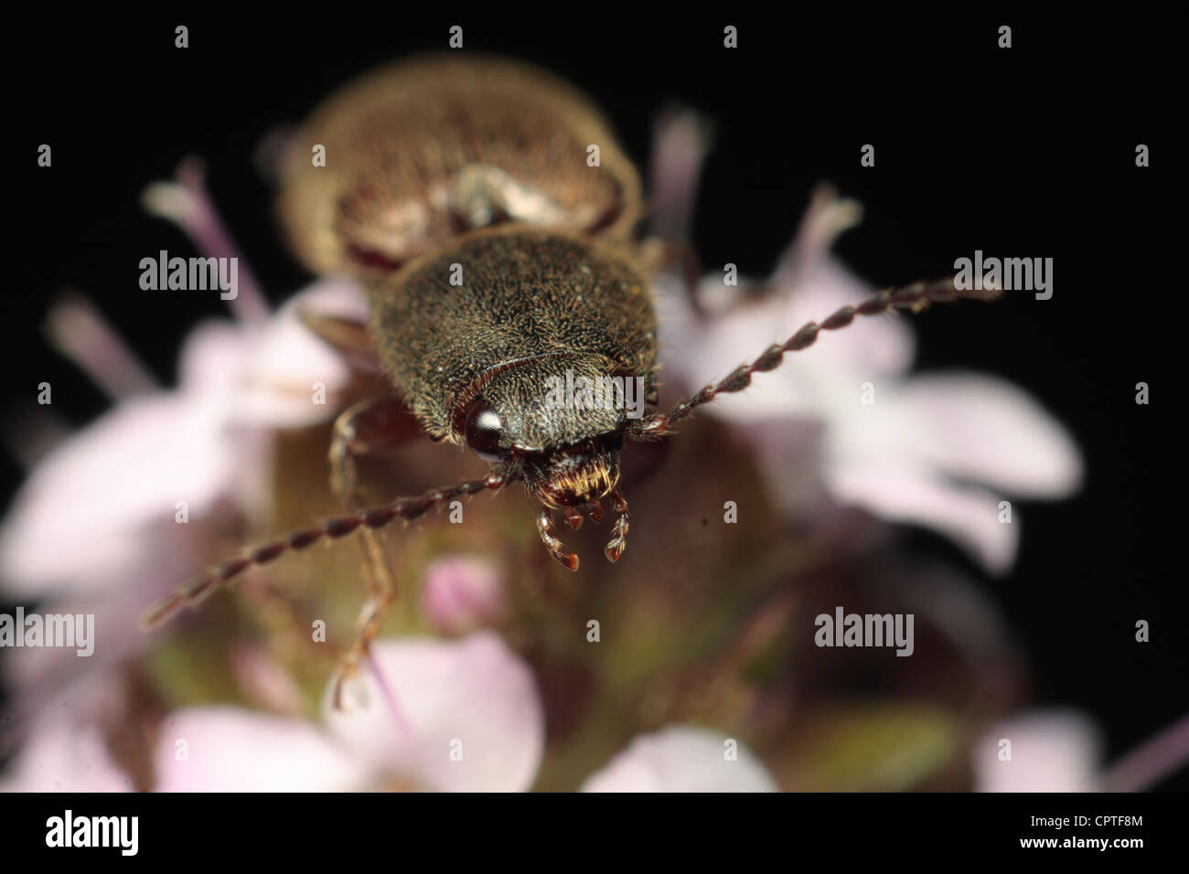 Irish insects hi-res stock photography and images - Alamy