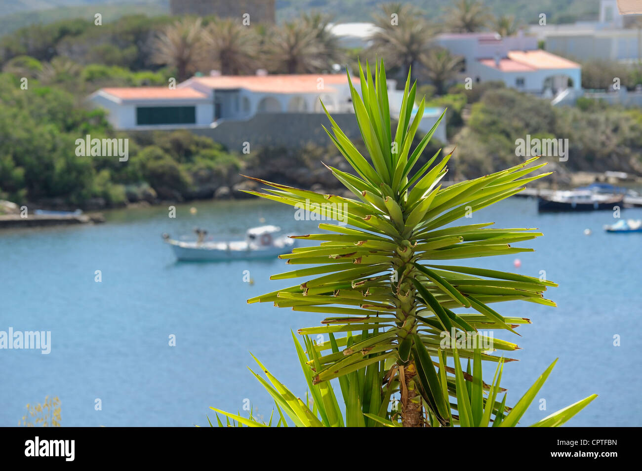 palm tree plant against blue sea background menorca spain Stock Photo ...