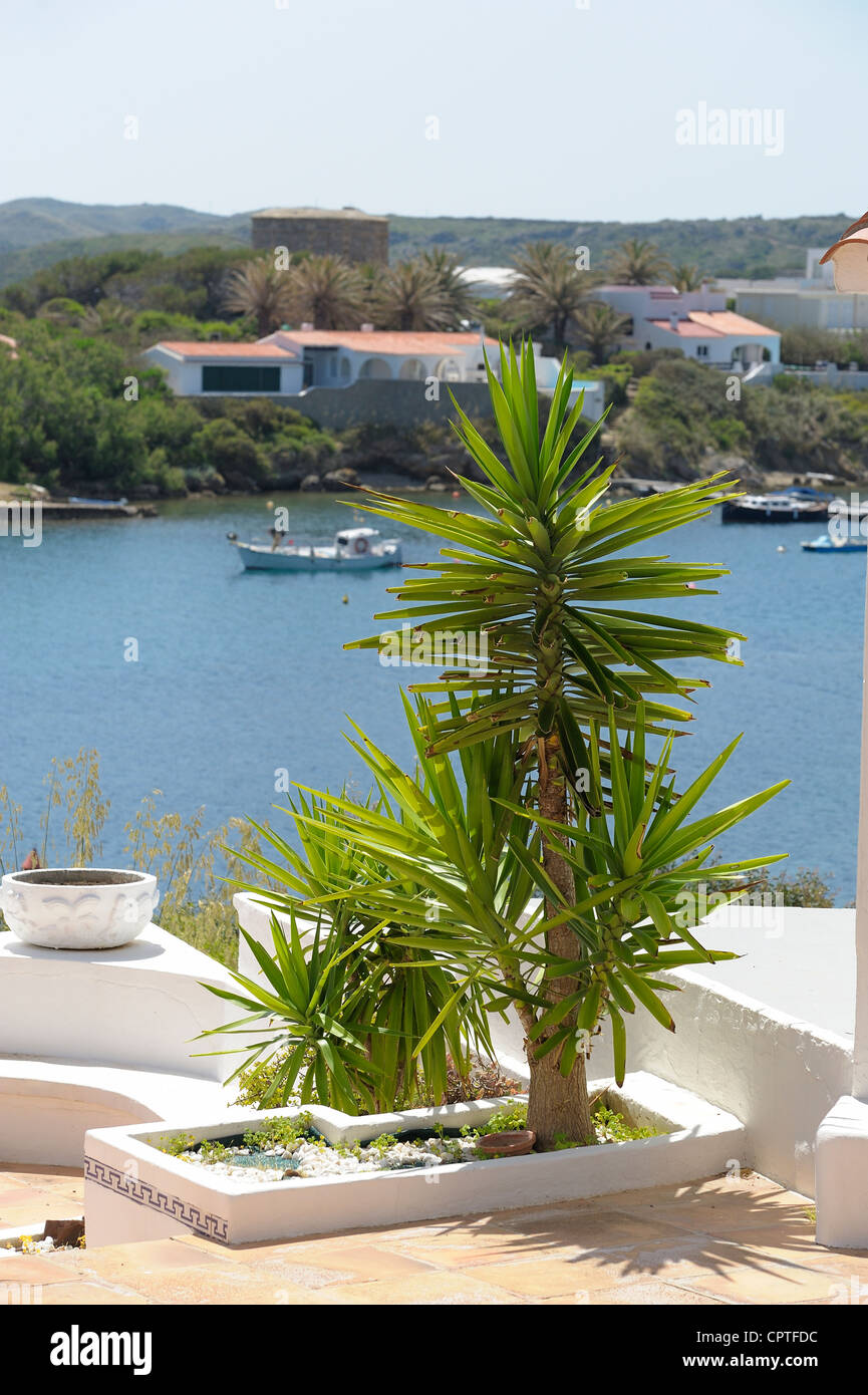palm tree plant against blue sea background menorca spain Stock Photo ...