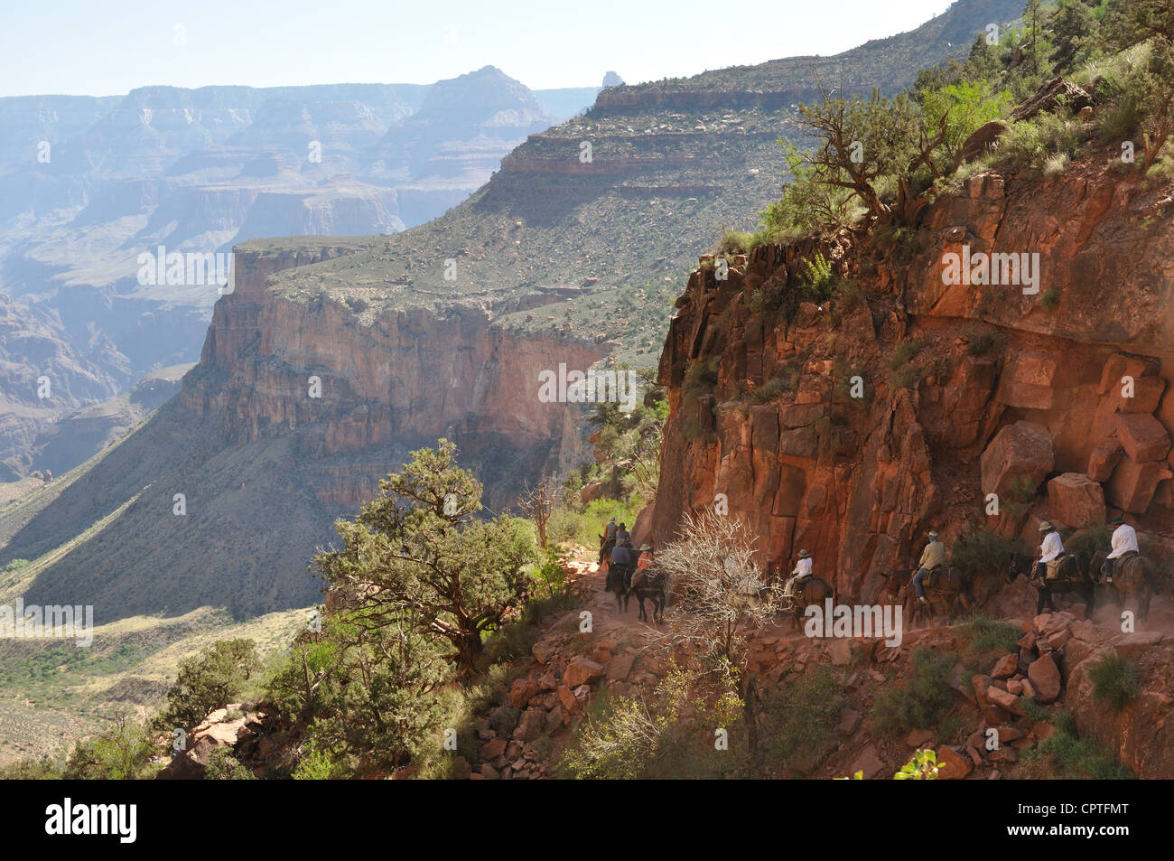 Mule ride, Bright Angel trail, Grand Canyon National Park, Arizona, USA ...