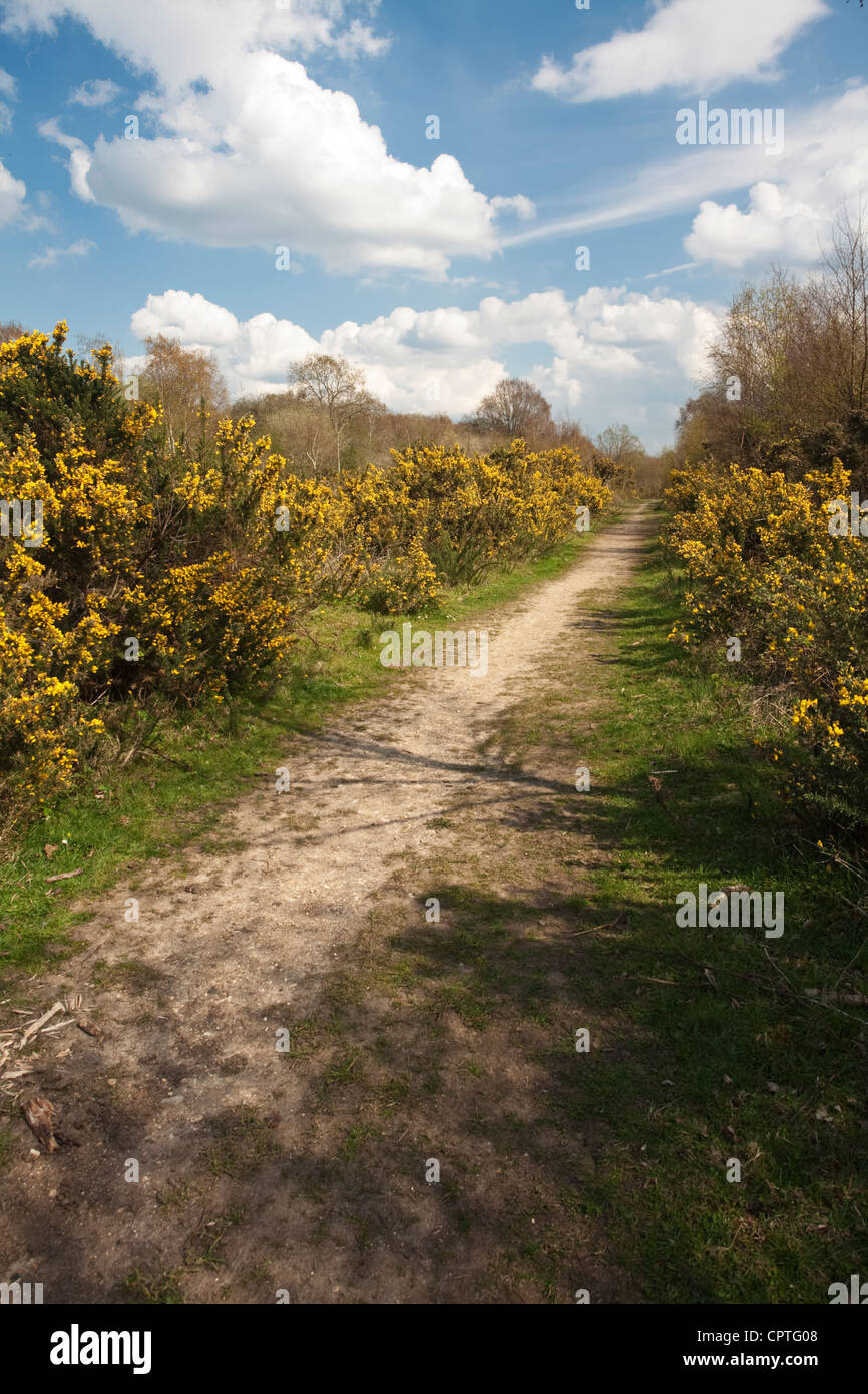 Greenham common nature reserve hi-res stock photography and images - Alamy