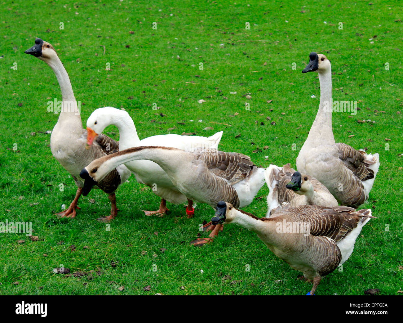 British geese hi-res stock photography and images - Alamy