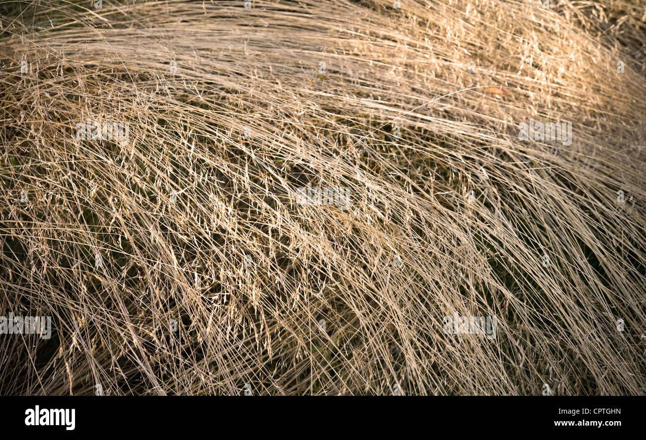 Background texture of dry grass Stock Photo - Alamy