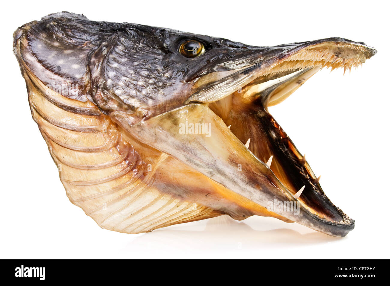 Fishing trophy. pike fish head over white background Stock Photo - Alamy