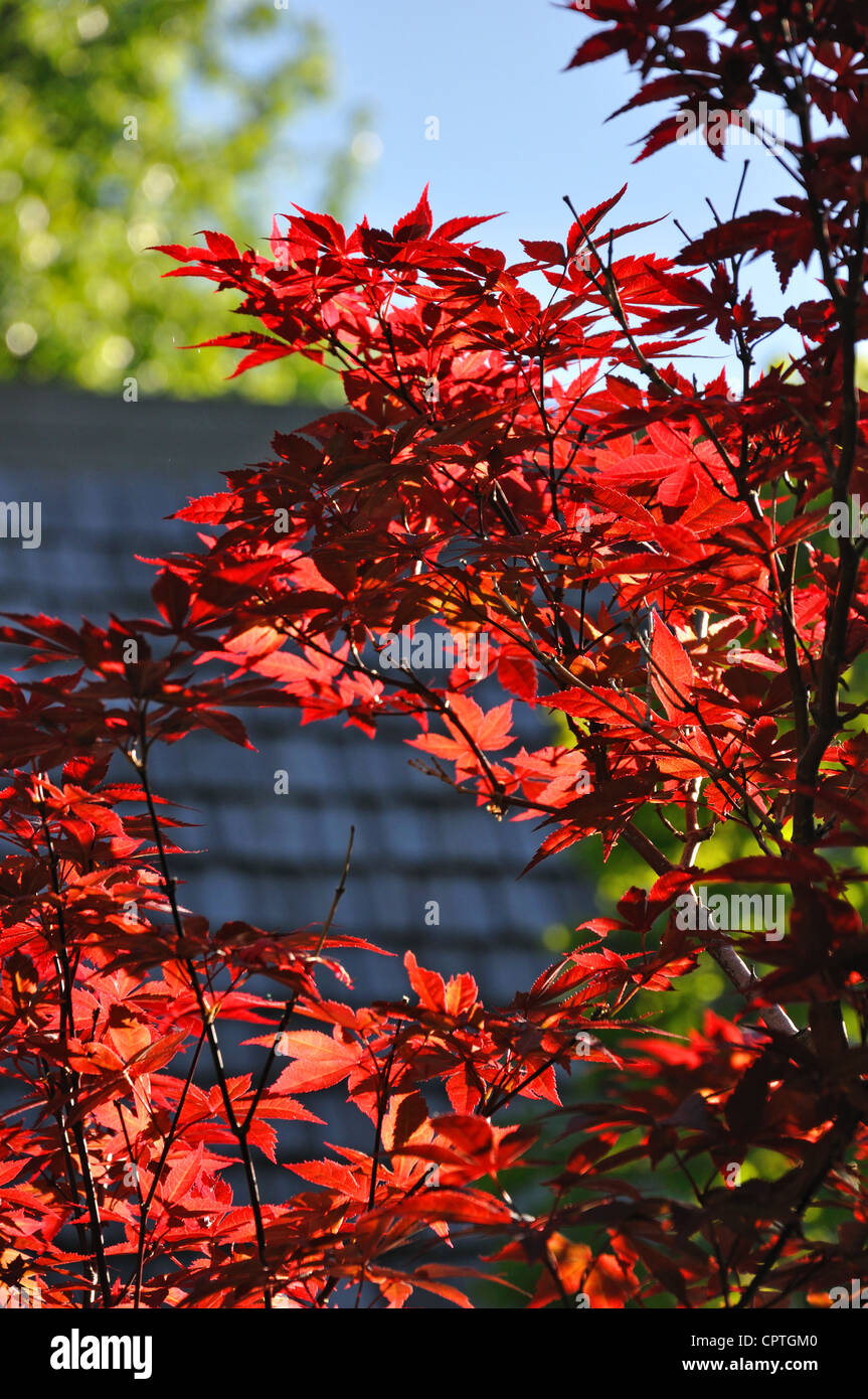 Red maple tree in Japanese garden Stock Photo - Alamy