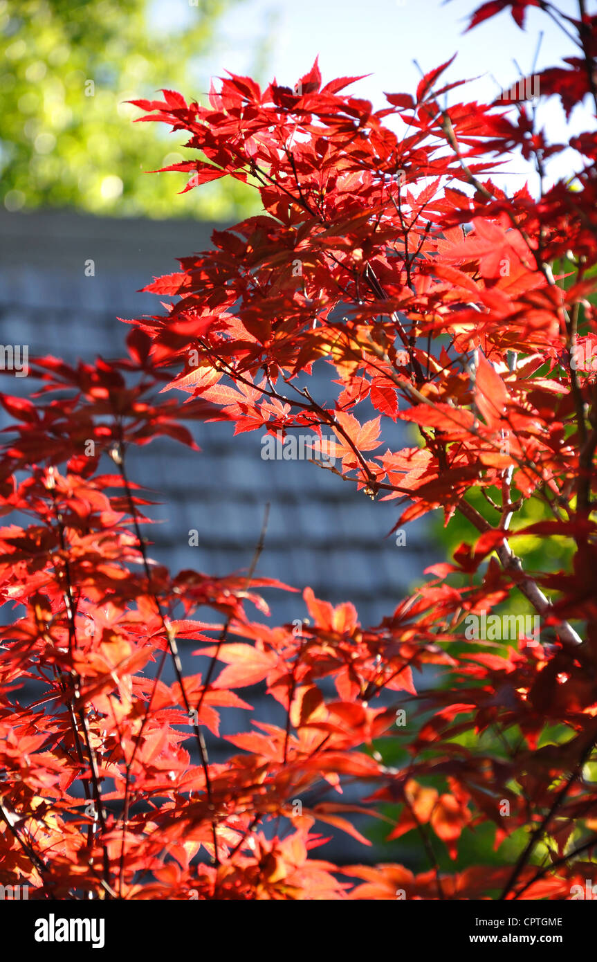 Red maple tree in Japanese garden Stock Photo - Alamy