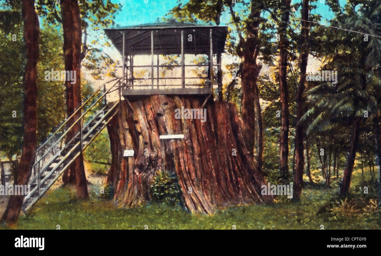Cedar Stump - A large cedar stump with observation deck and stairs in ...