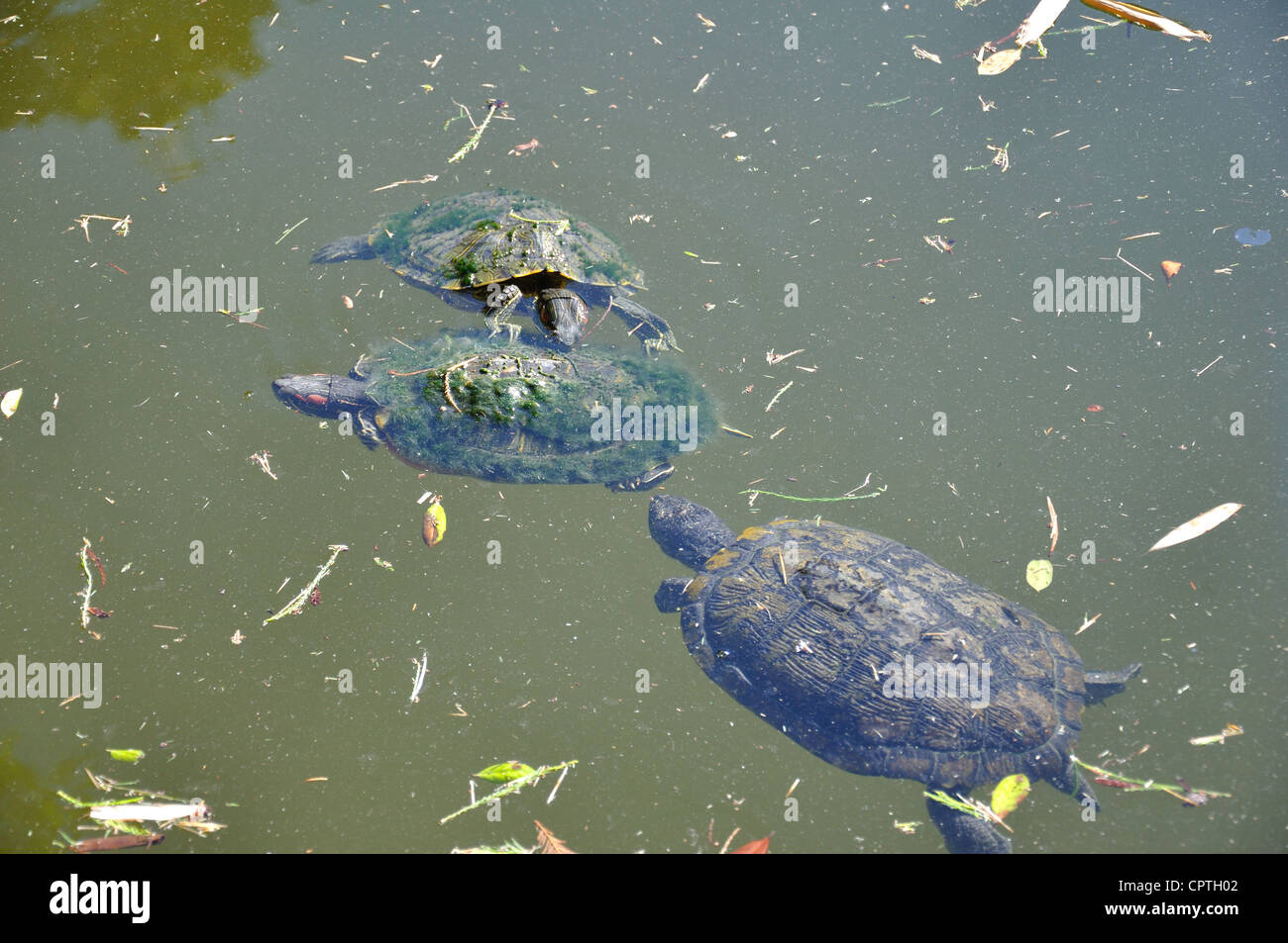 Turtles in pond - red eared slider Stock Photo - Alamy