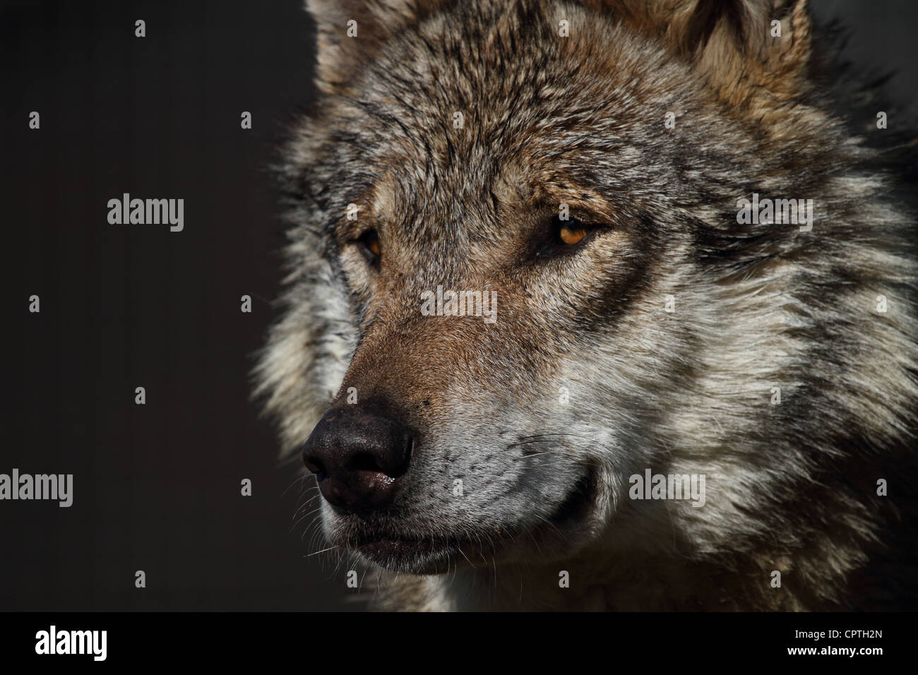 Wolf head close up Stock Photo - Alamy