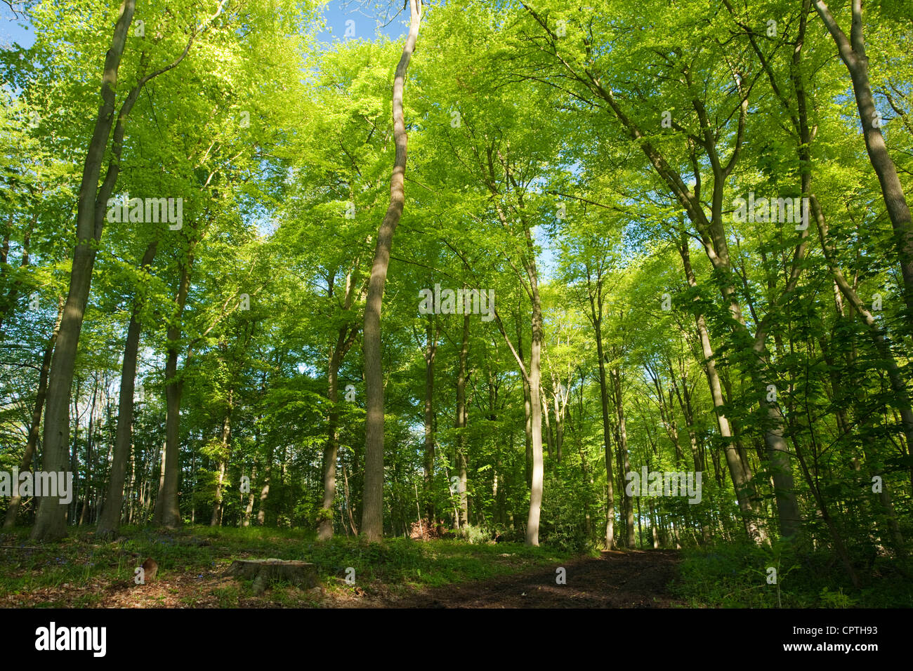 Beech wood in the chilterns hi-res stock photography and images - Alamy