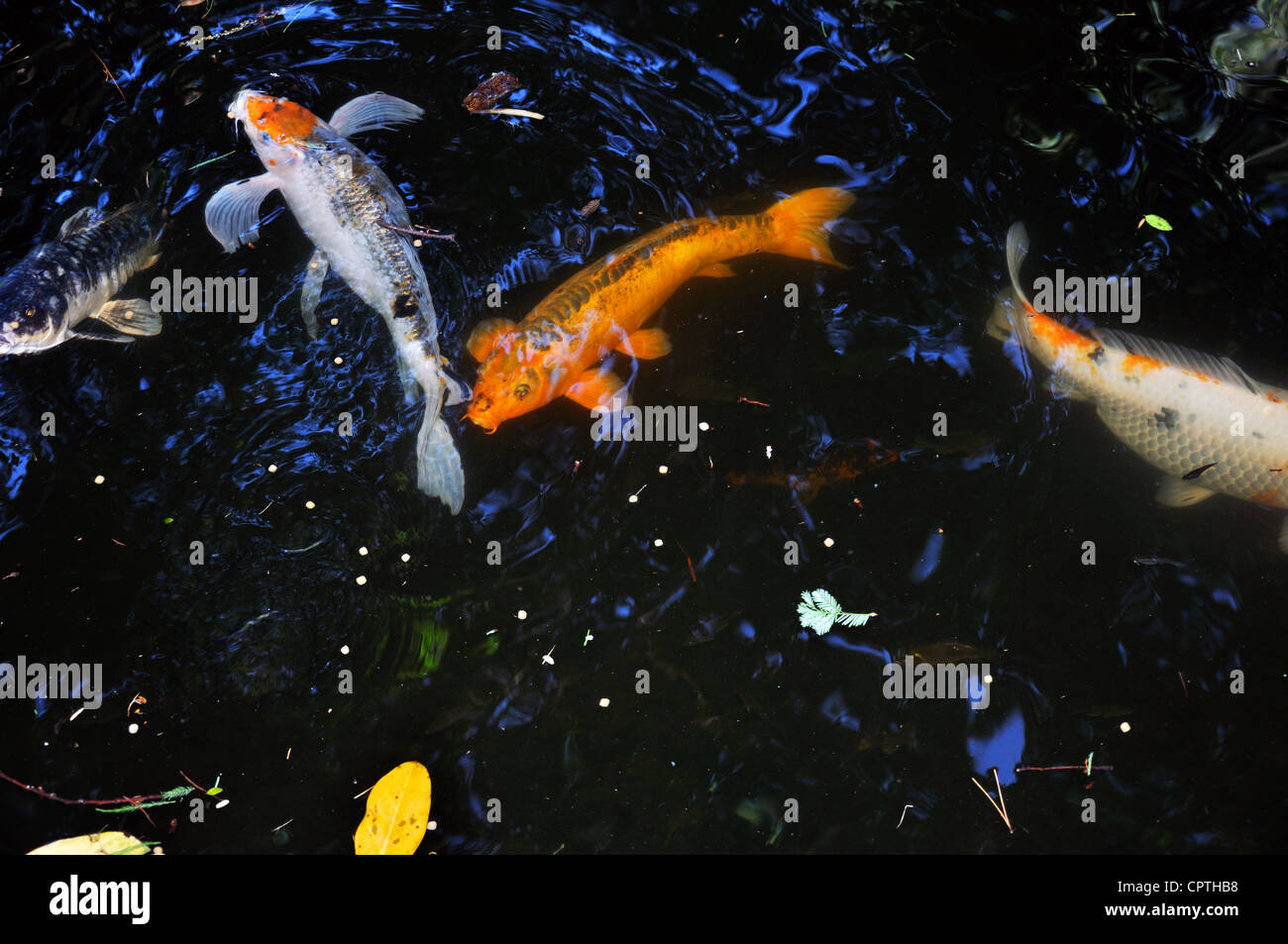 Koi fish in pond Stock Photo - Alamy