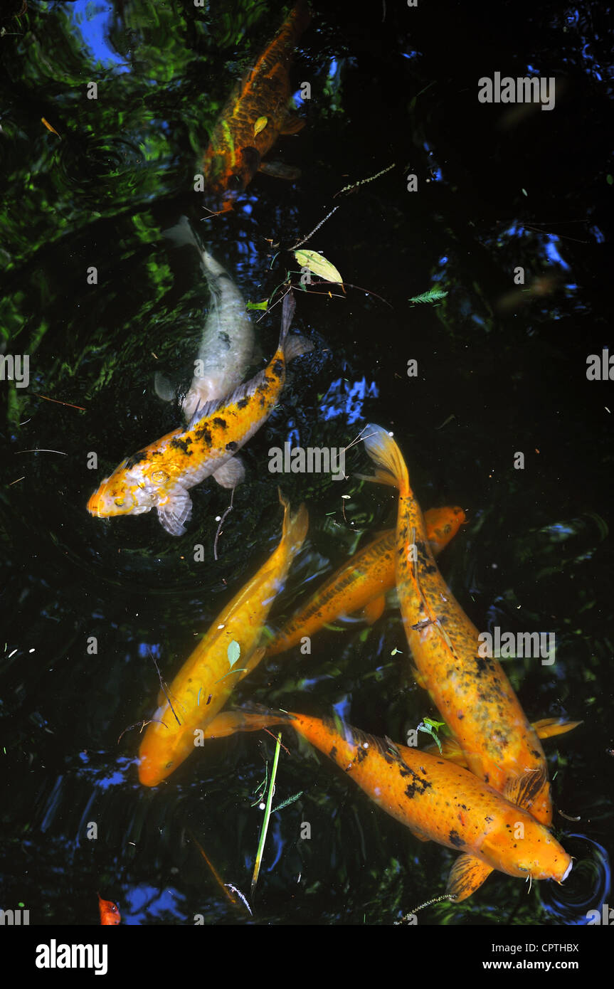Koi fish in pond Stock Photo - Alamy