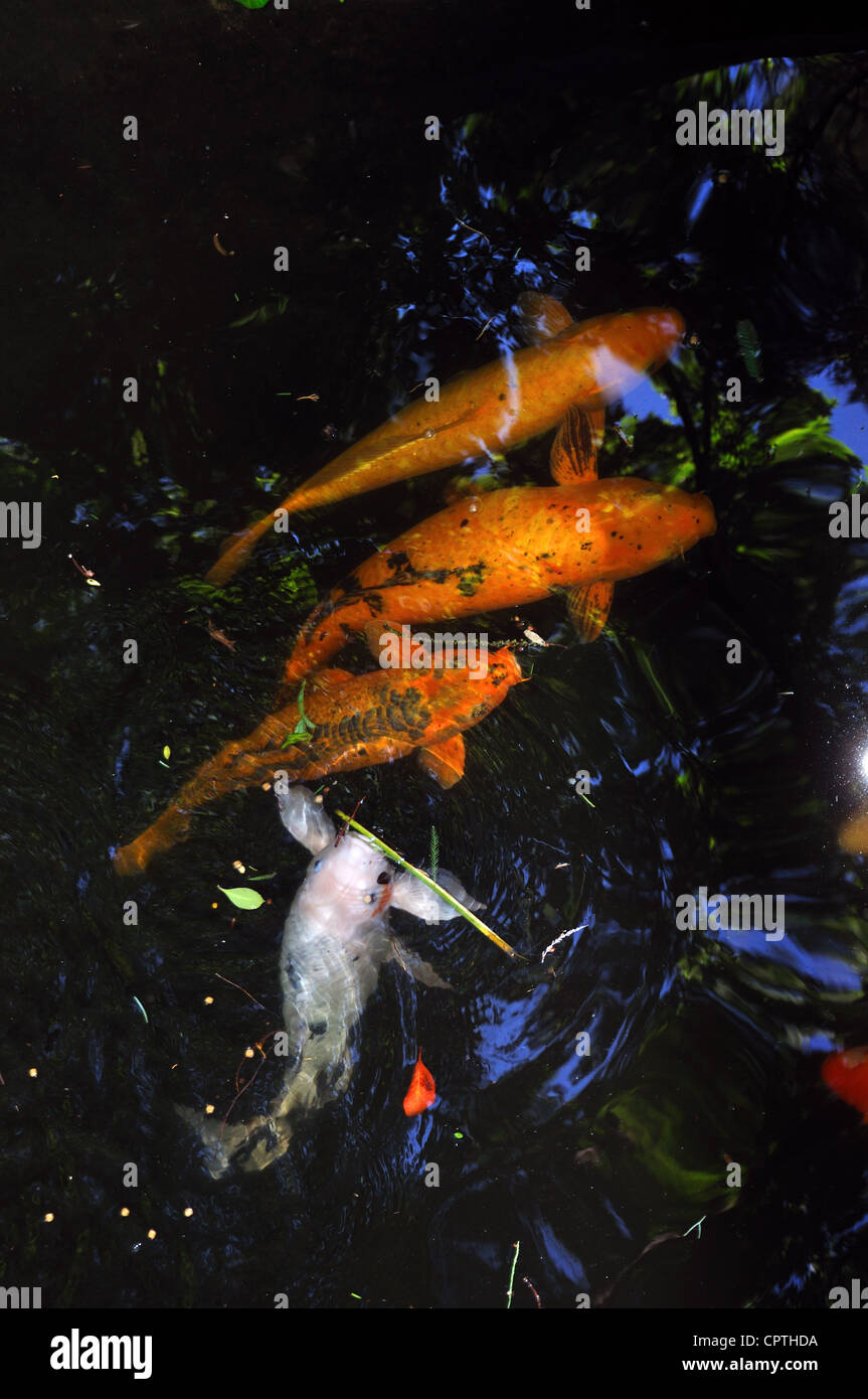 Koi fish in pond Stock Photo - Alamy