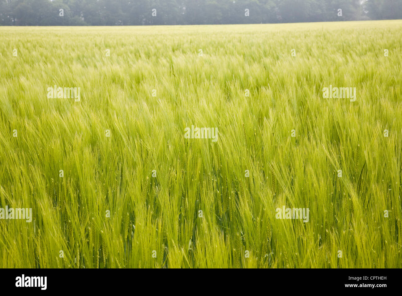 Barley cereal crops growing in hi-res stock photography and images - Alamy