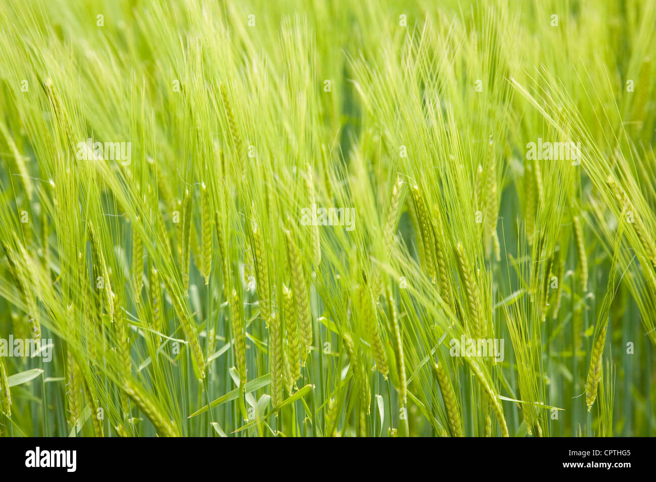 Crop barley growing in hi-res stock photography and images - Alamy