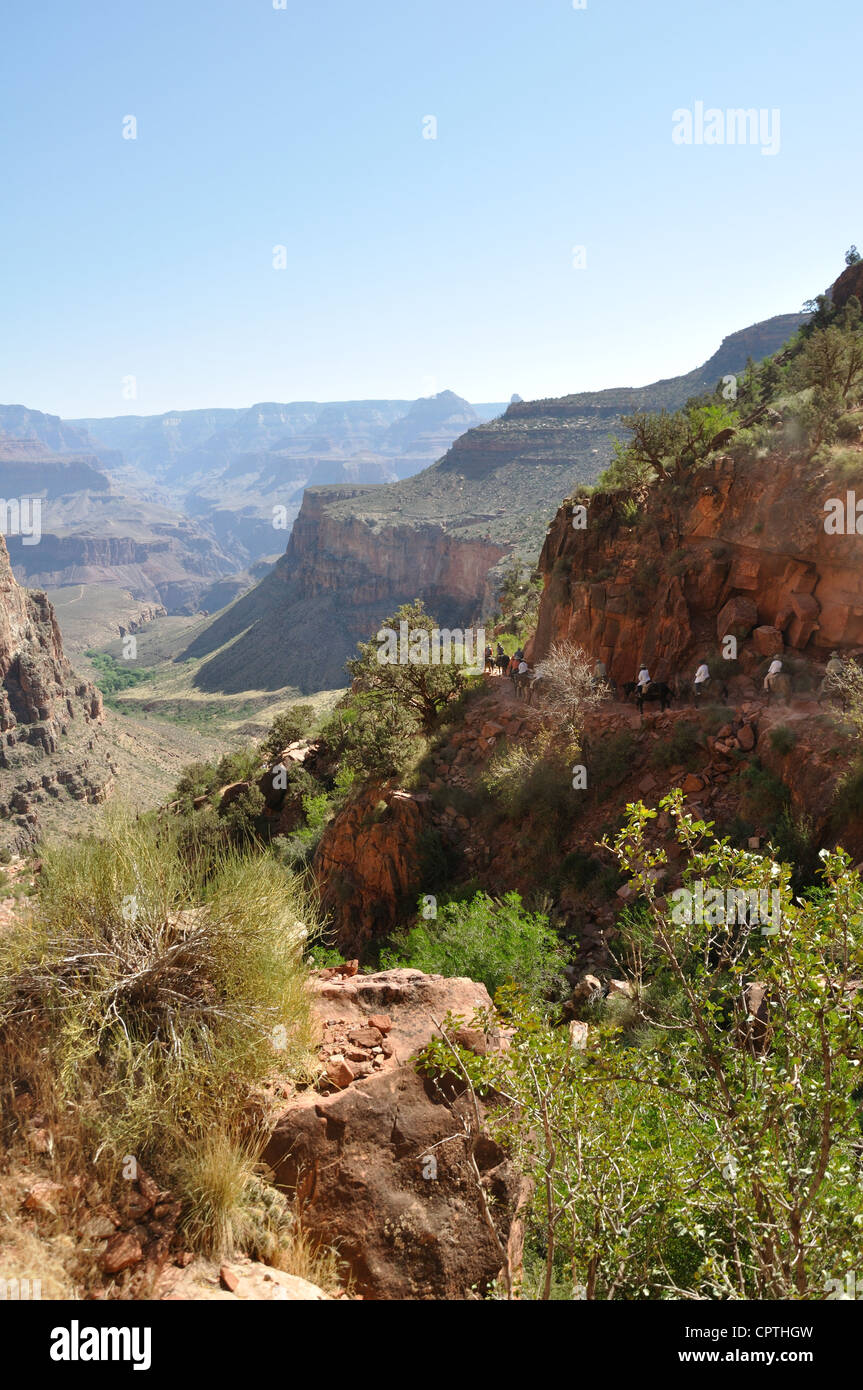 Mule ride, Bright Angel trail, Grand Canyon National Park, Arizona, USA ...