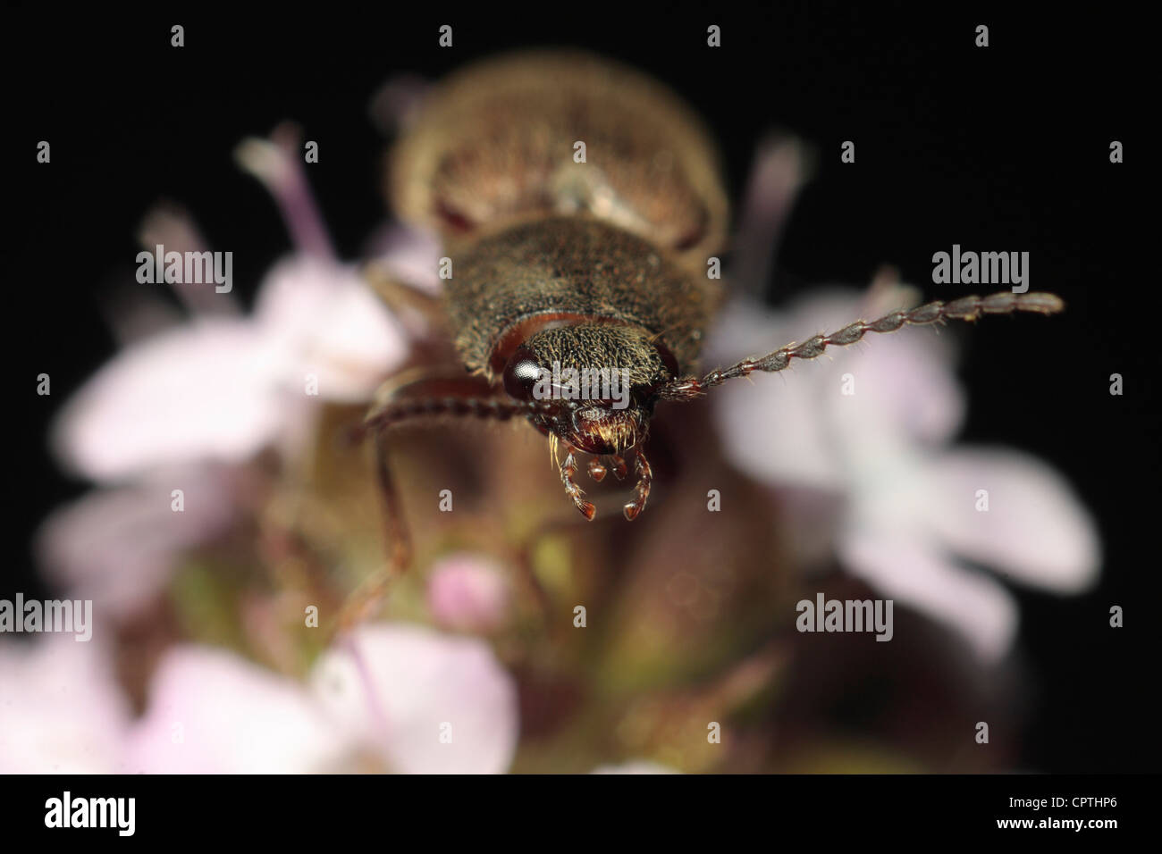 Click beetle antennae hi-res stock photography and images - Alamy