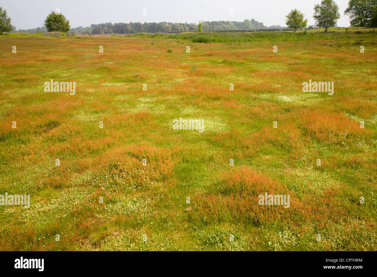 Summer grasses heathland plant vegetation Sutton Heath, Suffolk ...