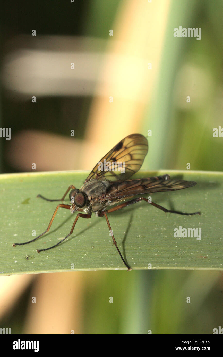 British robber fly hi-res stock photography and images - Alamy