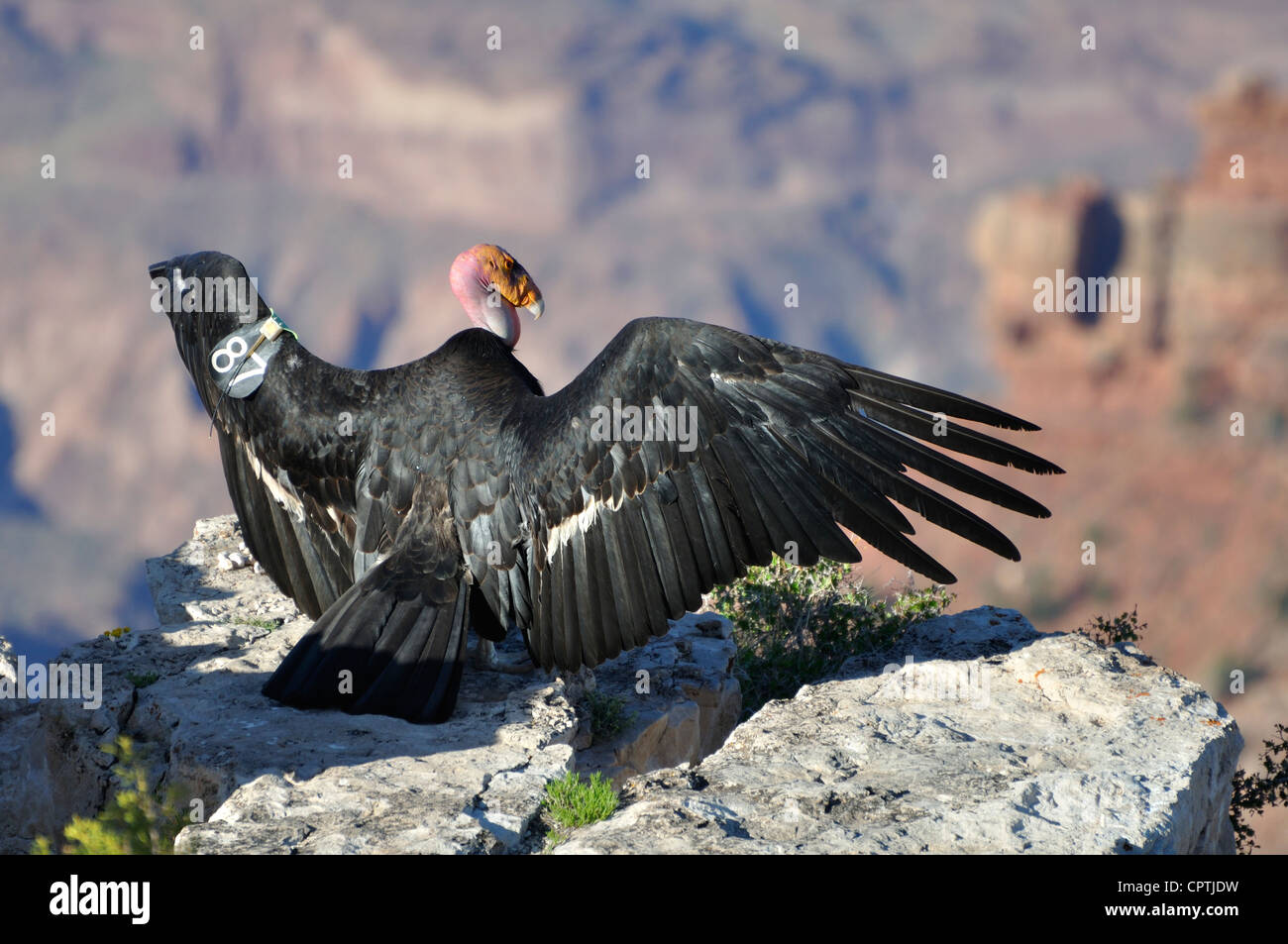 Turkey vulture - Cathartes Aura - Grand Canyon, Arizona, USA Stock ...