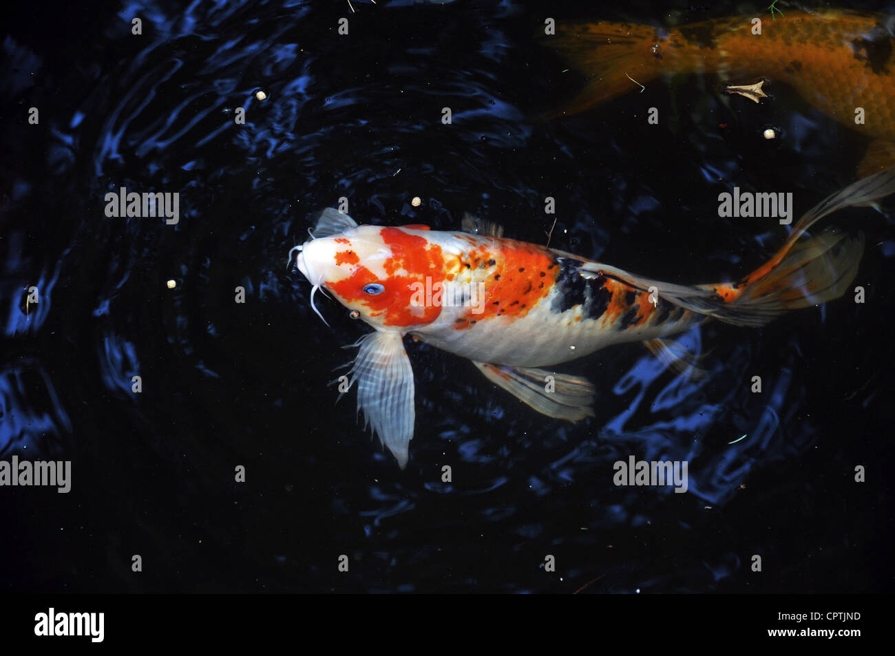 Koi fish in pond Stock Photo - Alamy