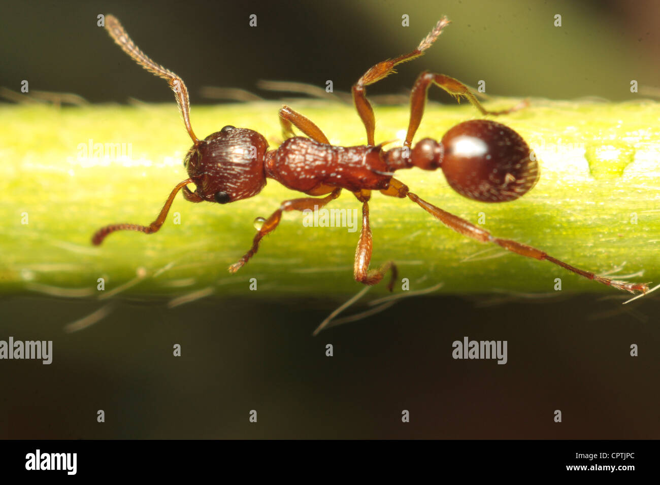 Red ant hi-res stock photography and images - Alamy